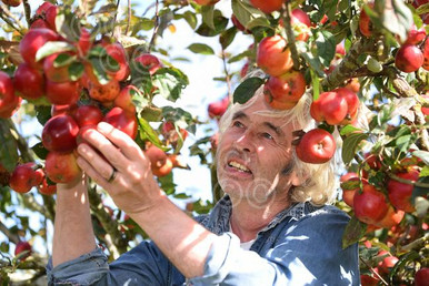 39586684-Nick Lyons in his orchard at East Ruston, picking Norfolk ...
