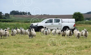 39078683-The Suffolk Shepherdess, Tilly Abbott, herding up the ewes and ...