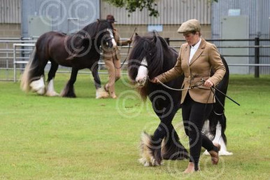 39067577-Judging of the best young gypsy cob at the Norfolk Equestrian ...