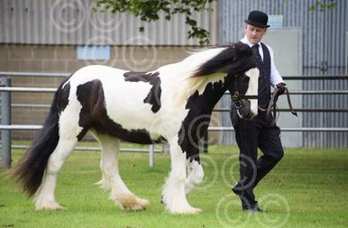 39067575-Judging of the best young gypsy cob at the Norfolk Equestrian ...