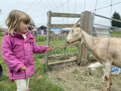 39029975-Hannah, 4 feeding the goats Picture: Neil Didsbury - Newsquest ...