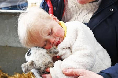 39412178-Farmer Graham s Lambing Open Day at Felbrigg Hall. Baby Robin ...