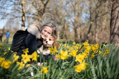 39381991-Amanda Coxhead with her puppy Bonnie amongst the daffodils in ...