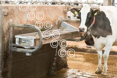 39643876-quick empty trough are install in the cubicle shed Ref ...