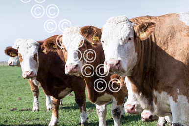 39703926-The Simmentals came to Springfield in 2014 with the cows going ...
