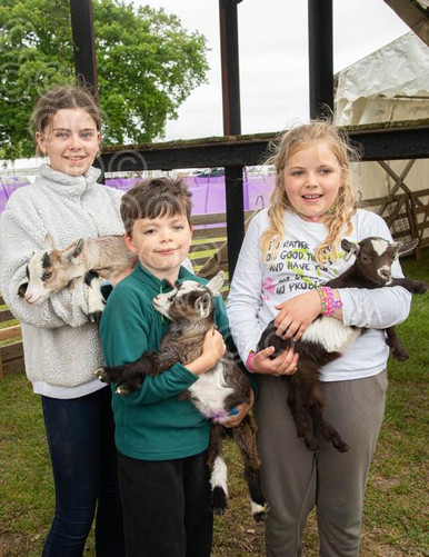 39721733-Lola, Billy and Flo siblings from Easton Farm Park with their ...