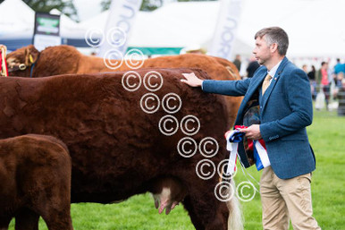 39833032-Judge Tom Walling taps out the AOB continental champion as his ...