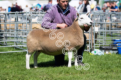 39833022-The Thomson took the top ticket in the Lairg type Cheviot ...