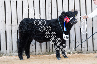 39889713-Rogan Glen from Carolyn and Dexter Logan stood senior champion ...