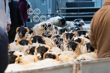 39897744-blackie hoggs being sold at Huntly MArt Ref:RH180320271 Rob ...