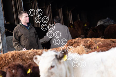 39918872-Neil and Finlay McGowan, Incheoch sorting cows and calves Ref ...