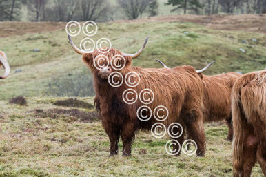 39923293-The Highland cattle are calved at 3 years of age Ref ...