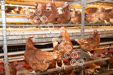 39930177-Free range chickens Ref:RH260422040 Rob Haining / The Scottish ...