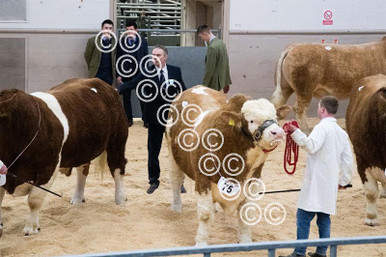 39935120-Andrew Anderson looks over the the Simmental bulls at ...