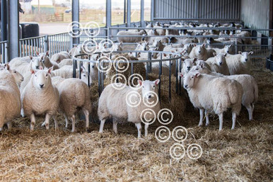39935175-Sheep in the shed on a silage diet before they lamb Ref ...