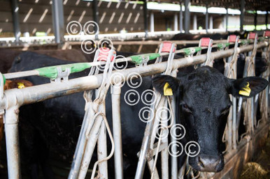 39973809-Locking head yokes are used in the shed to make working with ...