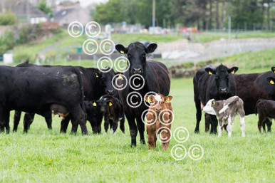 39973801-After a damp start to the spring the cows and calves are ...