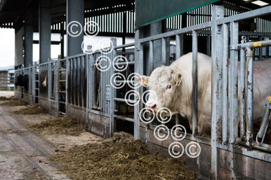 39973799-Custom bull pens to house the various breeds Ref:RH150524239 ...
