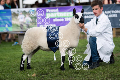 39991630-Kerry Hill champion from Chris Adamson Ref: RH210624139 Rob ...