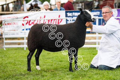 39991643-Ally Baird took top honours in Zwartbles Ref: RH210624130 Rob ...