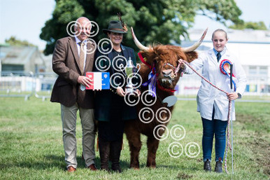 39991753-Beef young handler champion Rhianydd Davies(16) and supreme ...