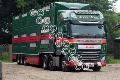 39997404-Ross Bros run two DAF lorries one artic and one 6 wheeler ...