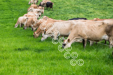 40010121-The fields are divided into small paddocks, allowing the cows ...
