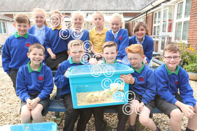 40037729-Ysgol Acrefair have been learning about the life cycle and ...