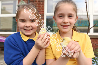 40037728-Ysgol Acrefair have been learning about the life cycle and ...