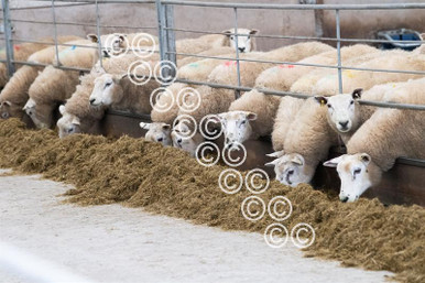40074659-the home grown silage keeps the sheep fit as lambing isn't far ...
