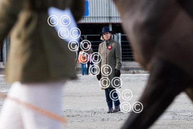 40105715-Freda Newton has the job of judging the over horse champion at ...