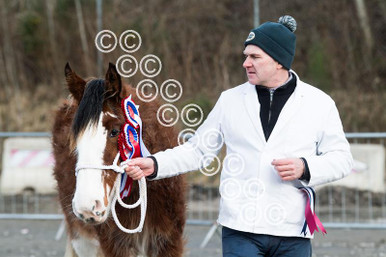 40105706-Ref: RH260225111 Rob Haining / The Scottish Farmer SpringShow ...