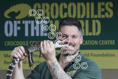 40110037-Crocodiles of the World founder Shaun Foggett at the zoo as it ...
