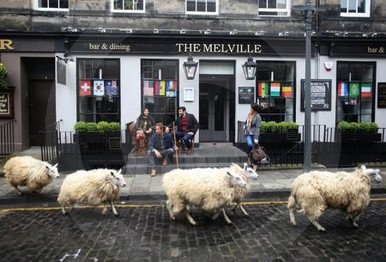 27787997-Models pose outside an Edinburgh pub wednesday as sheep pass ...
