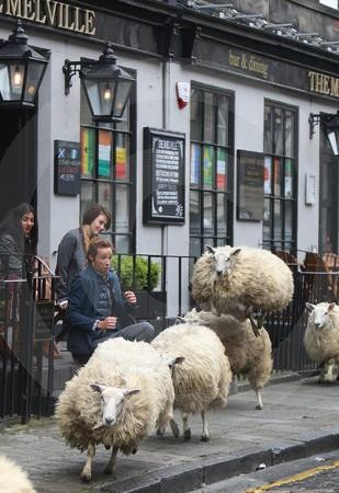 27788002-Models pose outside an Edinburgh pub wednesday as sheep pass ...