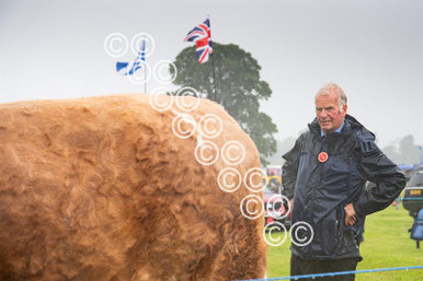 40341499-It was a wet day at Stewarton show during the beef judging ...