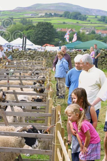 39578339-D28 08 02RD - REETH - VISITORS TAKE A CLOSE LOOK AT THE SHEEP ...