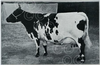 25011932-The Ayrshire cow, Mid Ascog Black Patsy is rumoured to be the ...