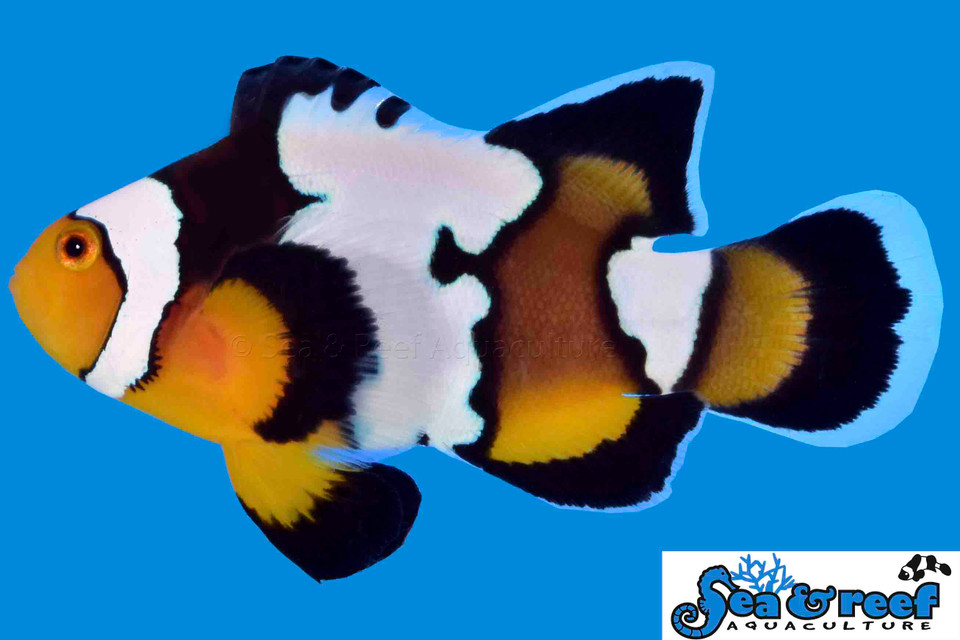 + Longfin Snow Onyx Clownfish
