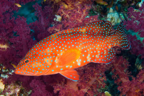 + Miniatus Grouper