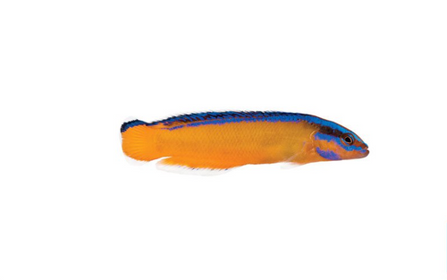 + ORA Tank Raised Neon Dottyback