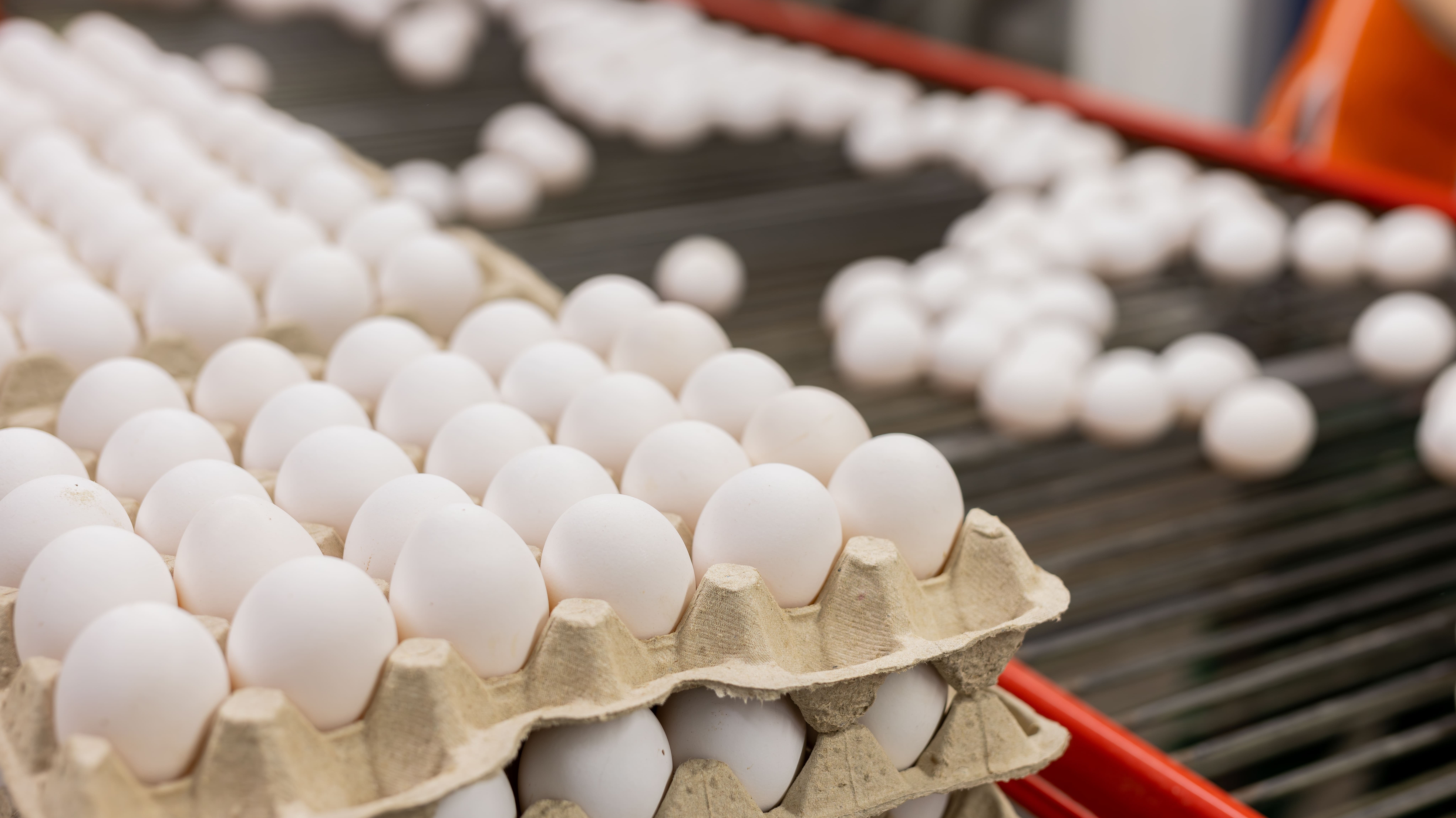 Our New Weapon to Stop Salmonella Outbreaks - Alpha Biosciences