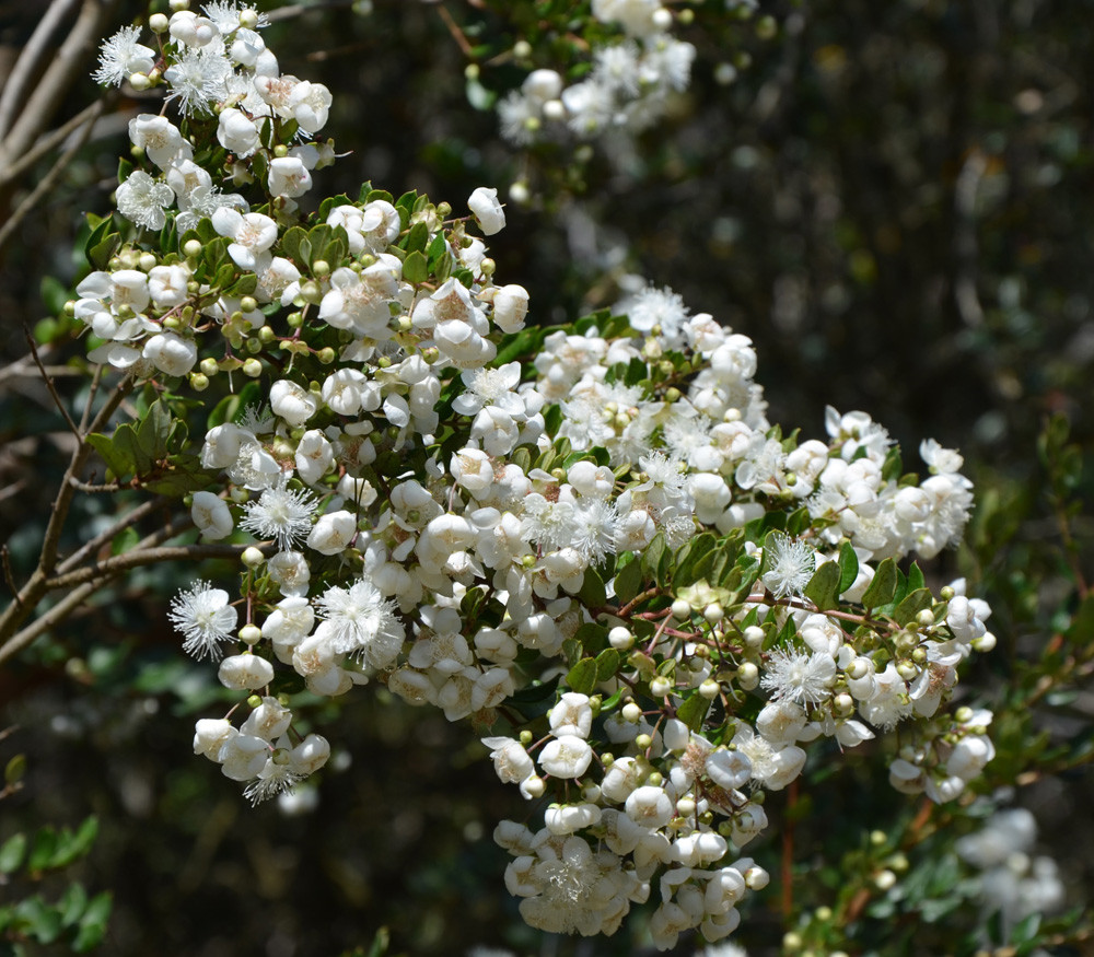 Luma apiculata - Luma - Seeds