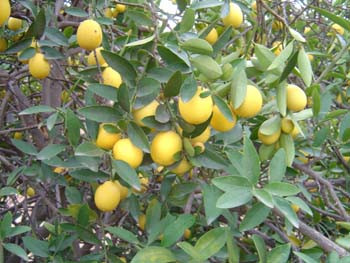 Citrus aurantifolia - Mexican Lime - Seeds