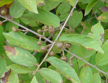 Grewia flavescens - Raisin Bush - Seeds