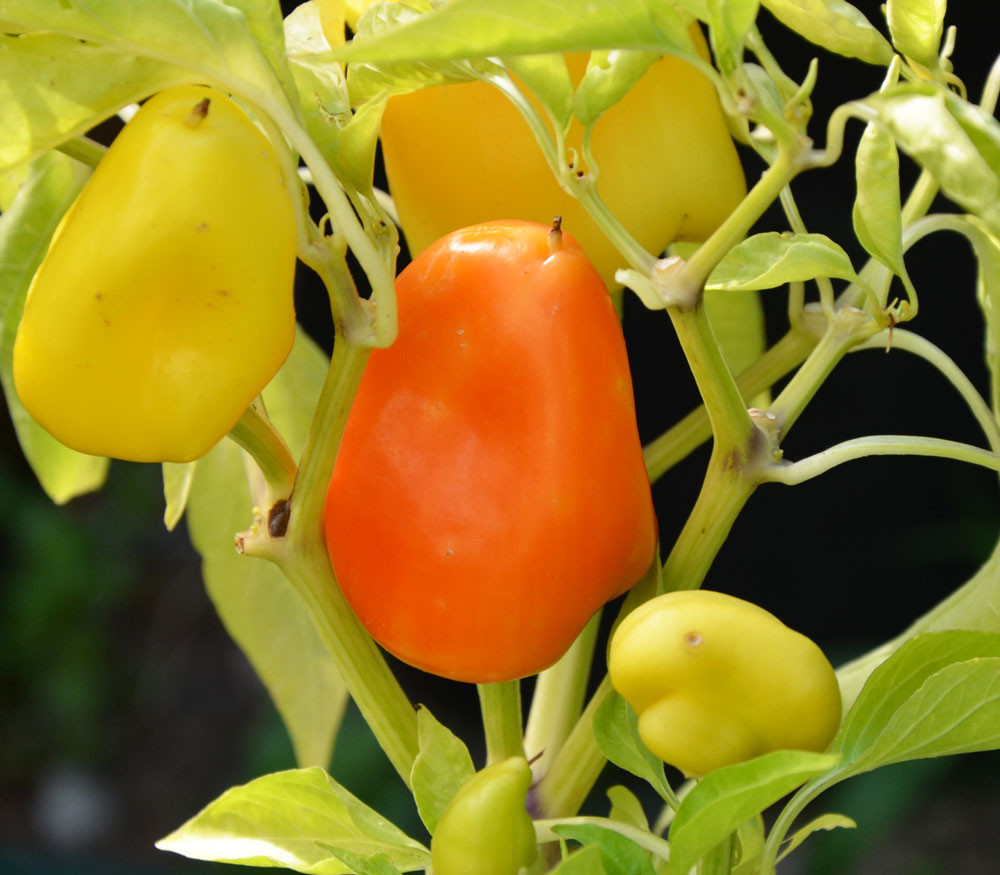 Paprika, Feher Ozon Seeds