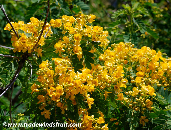 Cassia renigera - Burmese Pink Cassia - Seeds