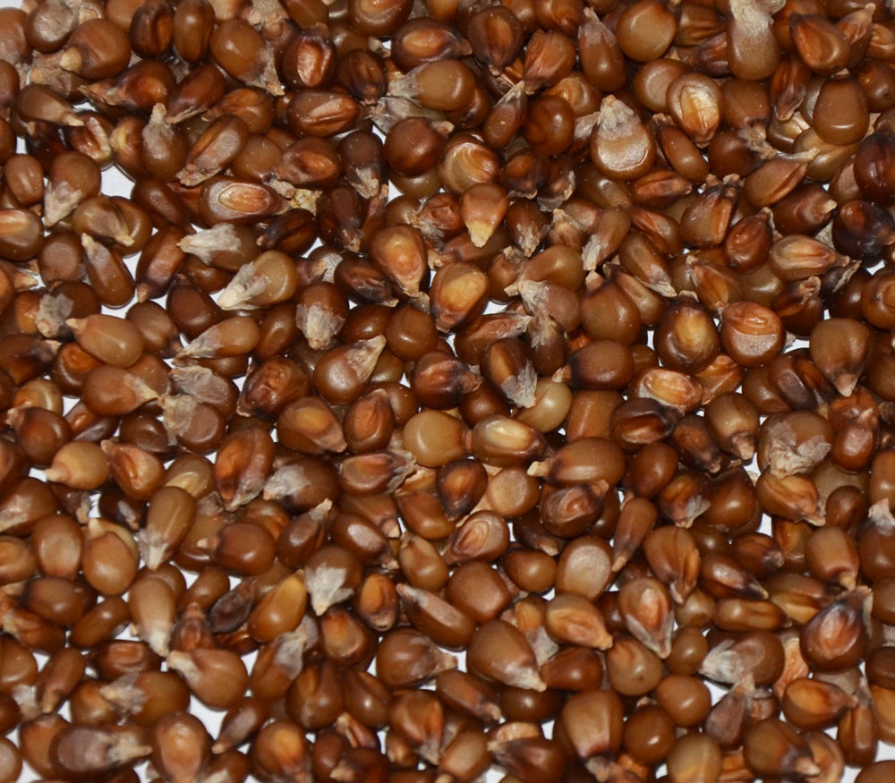 Early Pink Popcorn Seeds