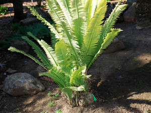 Dioon spinulosum - - Seeds