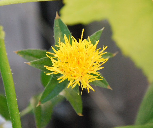 Carthamus tinctorius - Safflower - Seeds
